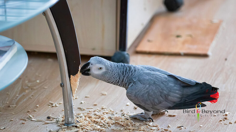 African Grey Parrot Diet & Food Guide