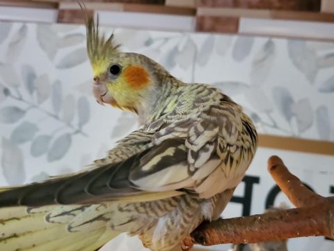 Cockatiels for Sale | Friendly Cockatiels Richmond TX & Nationwide