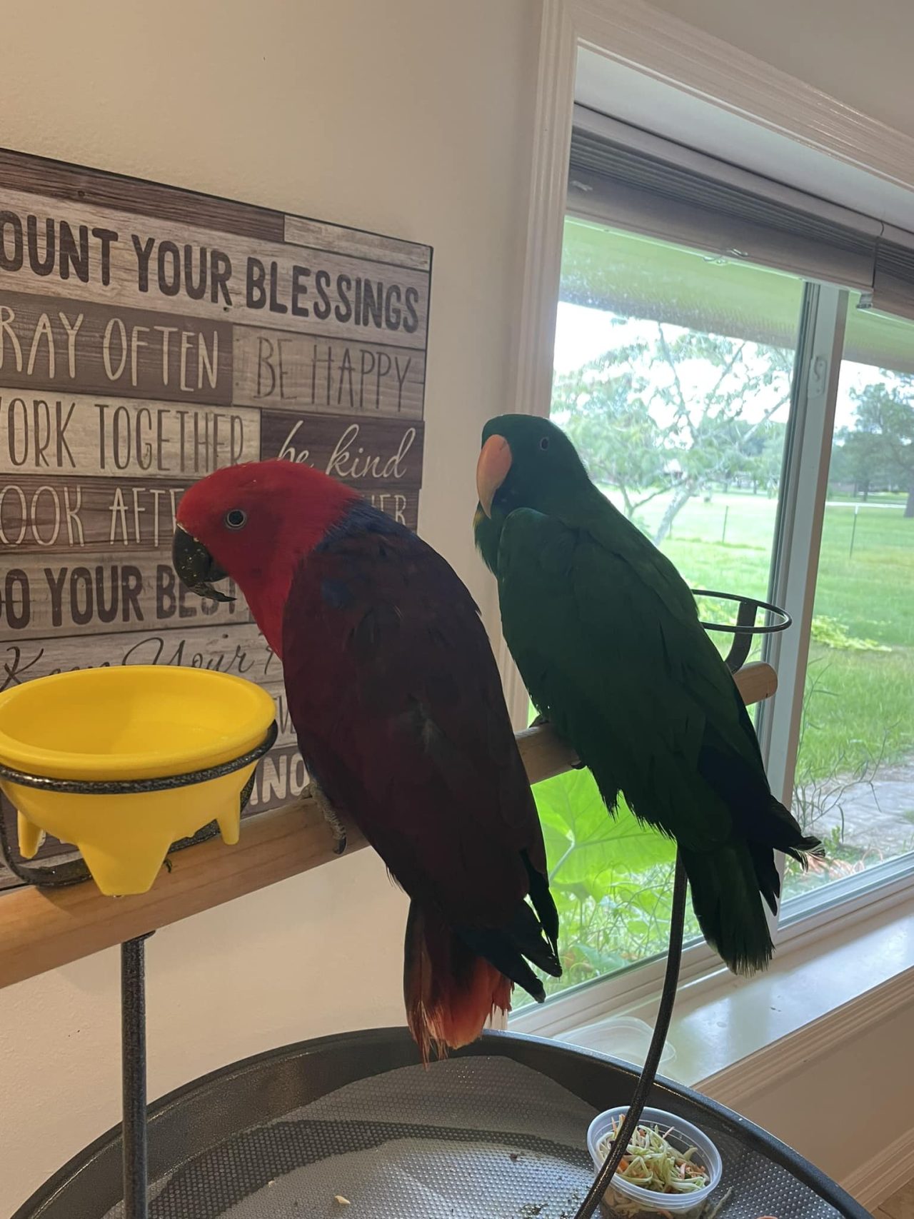 Eclectus Parrots for Sale | Male & Female Eclectus Richmond TX & Nationwide